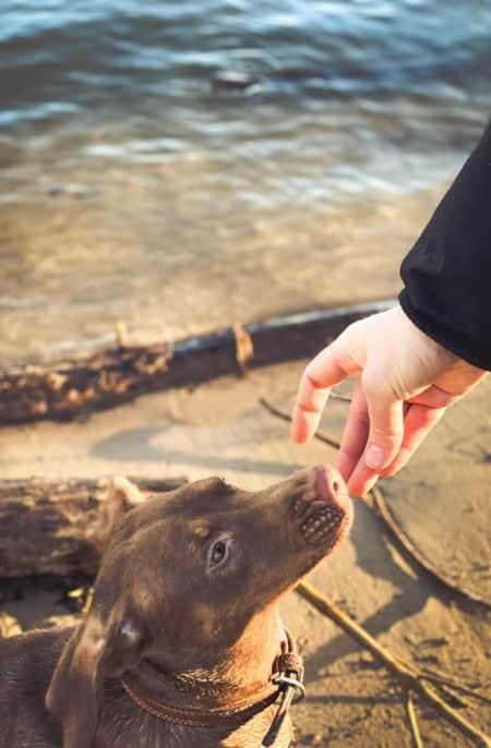 Can Puppies Eat Mackerel